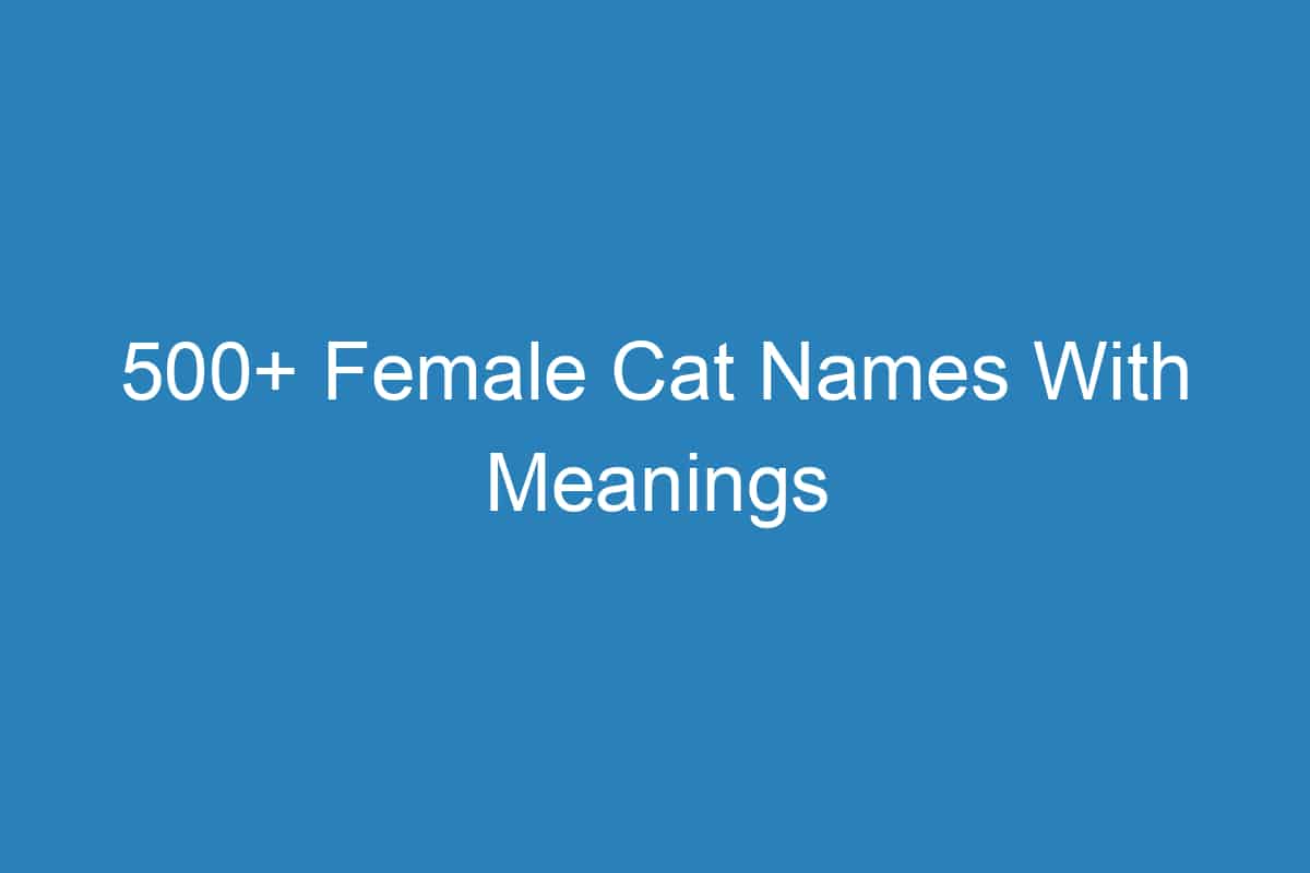 500+ Female Cat Names With Meanings