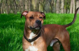 Are Staffies Dangerous Dogs? (These Facts Will Shock You!)
