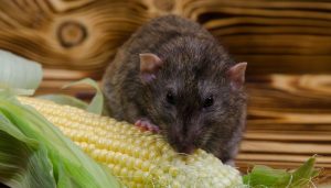 The Dangers Of Consuming Food Contaminated By Rats