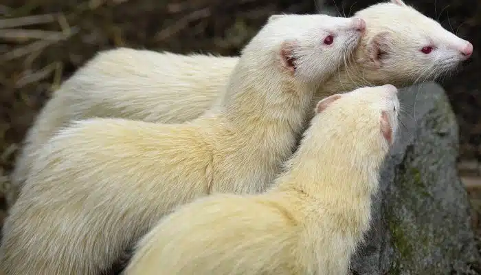 How Long Do Ferrets Live (Why Live Short!)