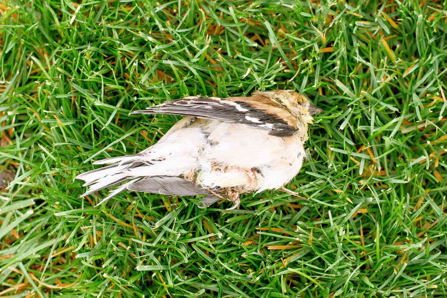My Bird Died What Do I Do With The Body
