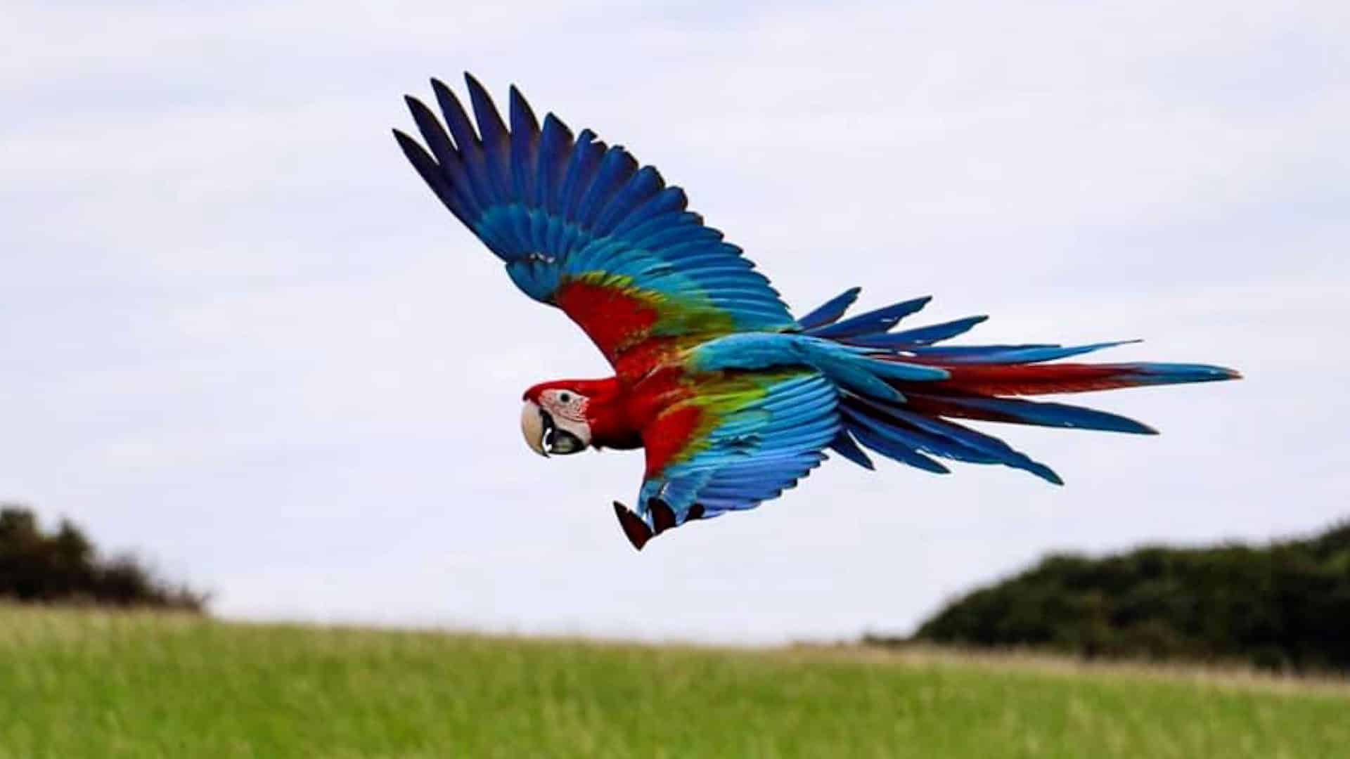 How To Find A Lost Bird Outside: Tips And Tricks