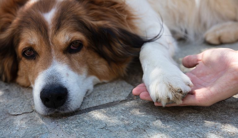 Why Does My Dog Lick His Paws? Causes And Remedies