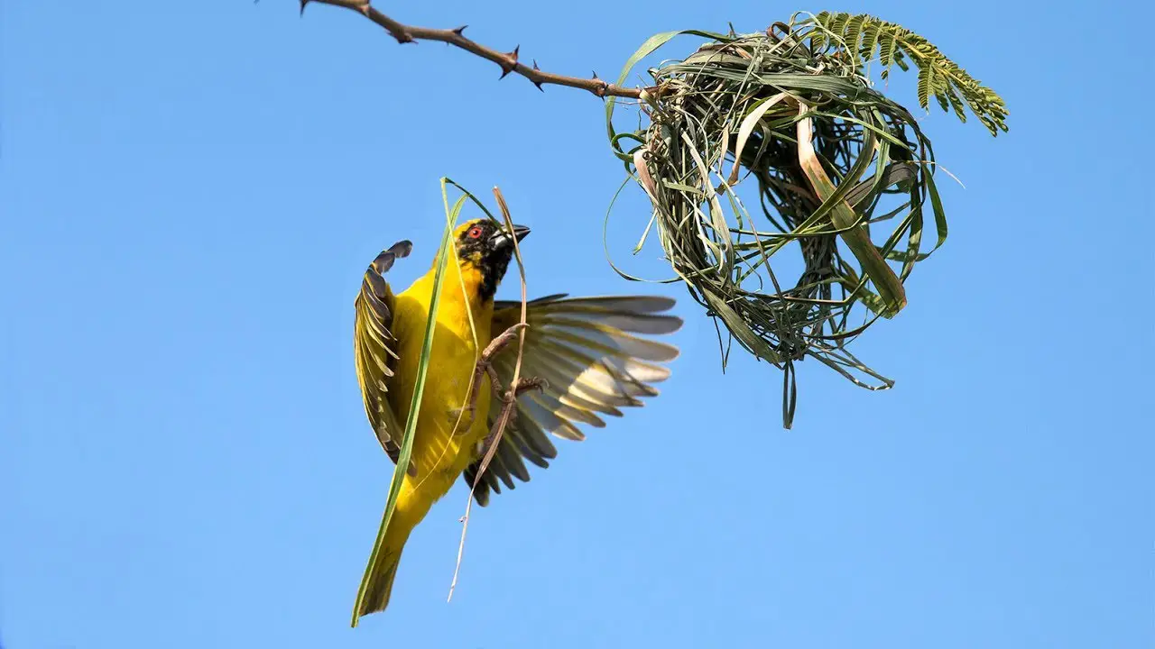 When Do Birds Build Nests: A Comprehensive Guide To Nesting Habits