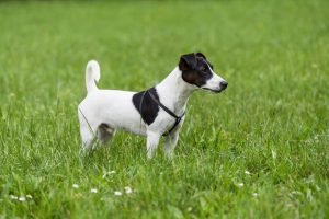 Small Short Haired Dog Breeds: The Perfect Fit For Any Home