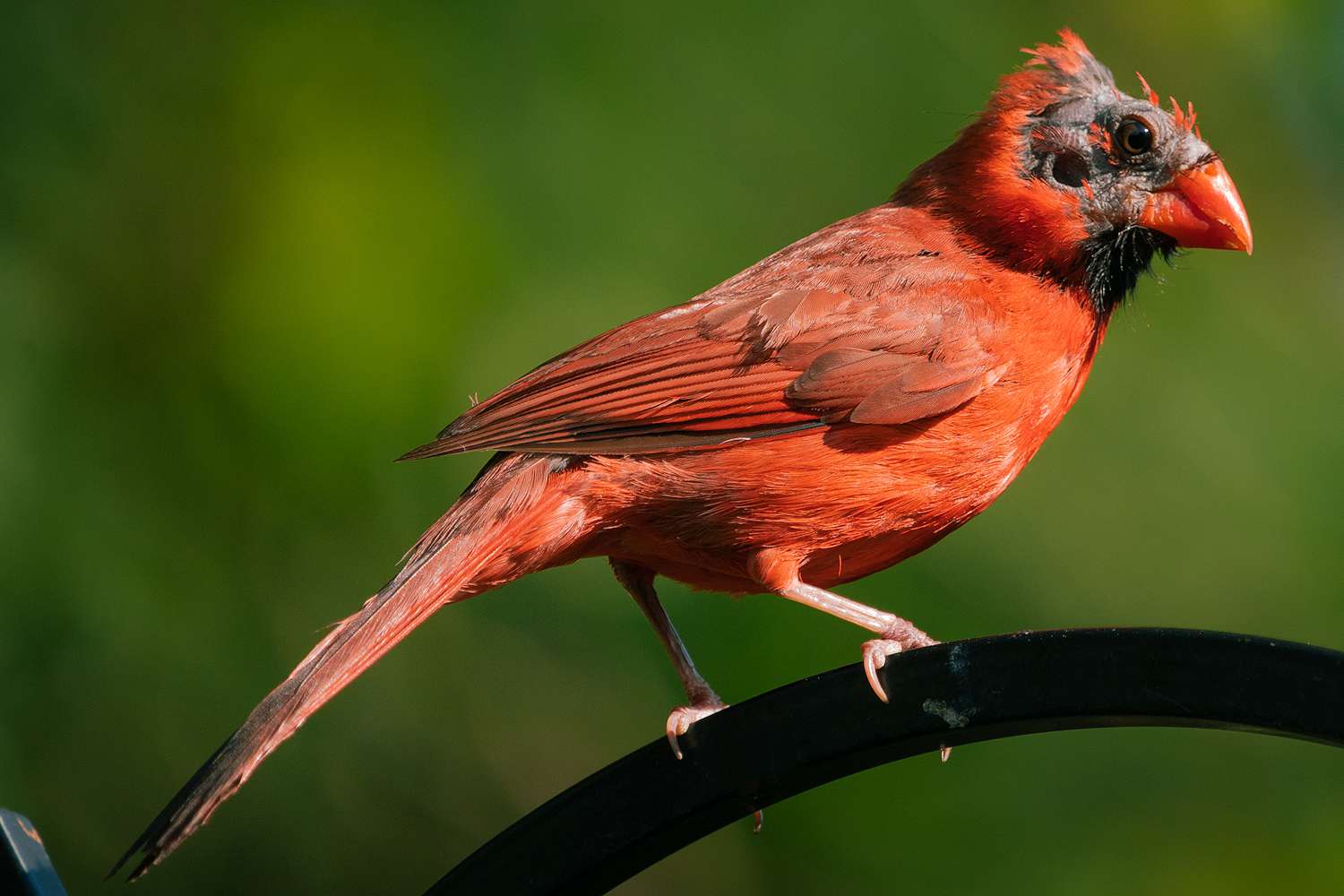 How To Treat A Sick Bird At Home: A Comprehensive Guide