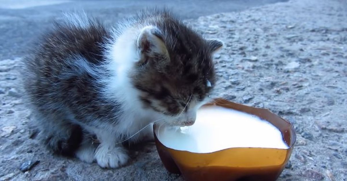 What Kind Of Milk Can Cats Drink?