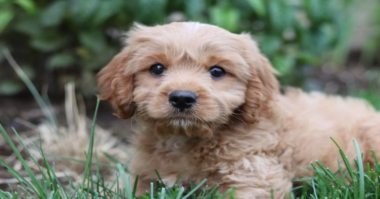 5 Best Dog Food For Cavapoo (UK Vet Reviewed)