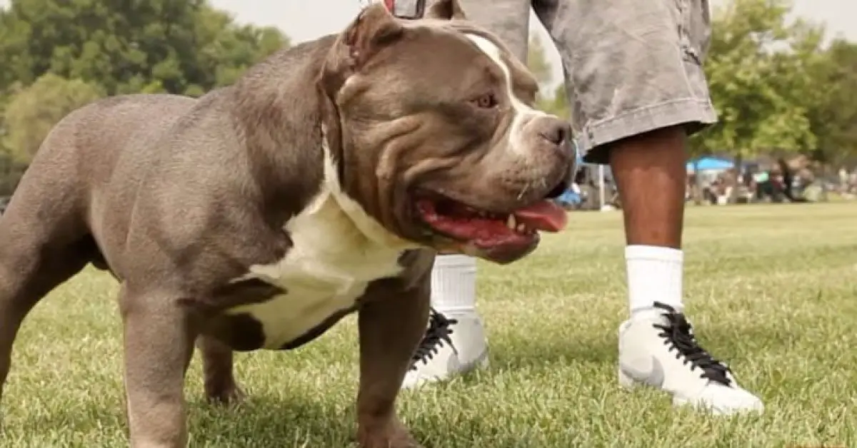 Are American Bullies Loyal? (All The Facts You Should Know)
