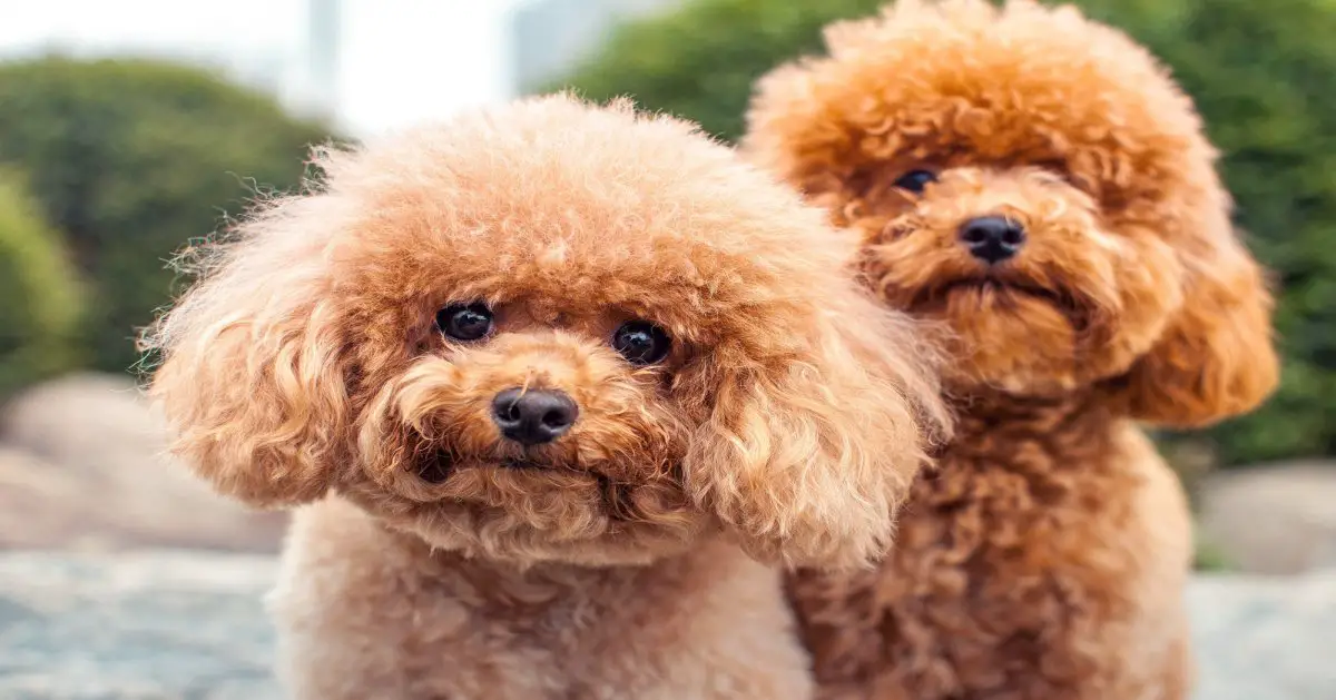 5 Best Food For Miniature Poodle Puppy