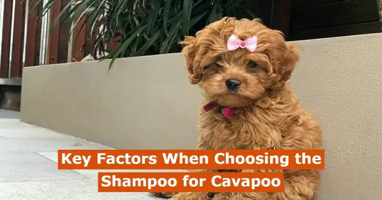 5 Best Shampoo For Cavapoo (Keep Cavapoo Clean And Shiny)