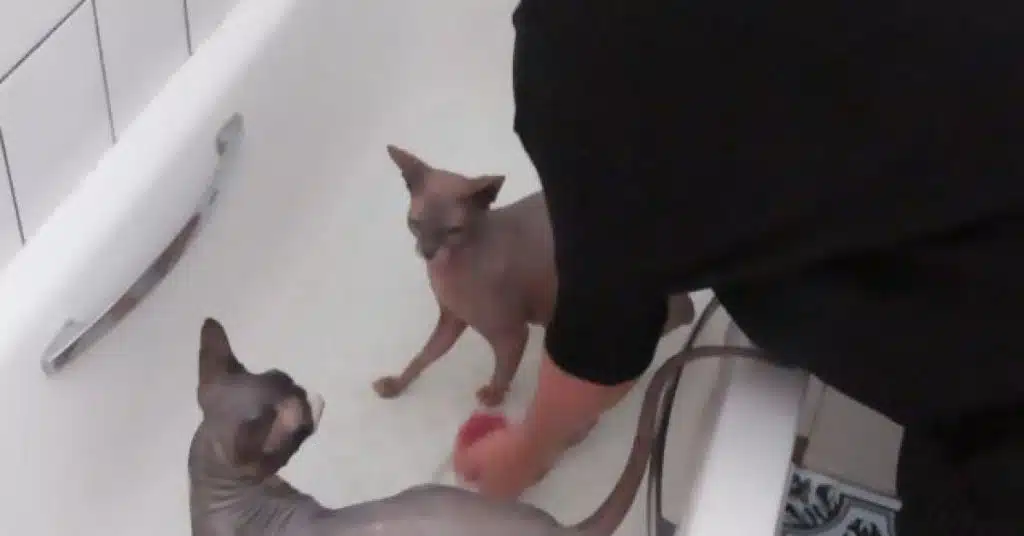 5 Best Shampoo For Sphynx Cats (Keep Hairless Cat Clean And Shine)