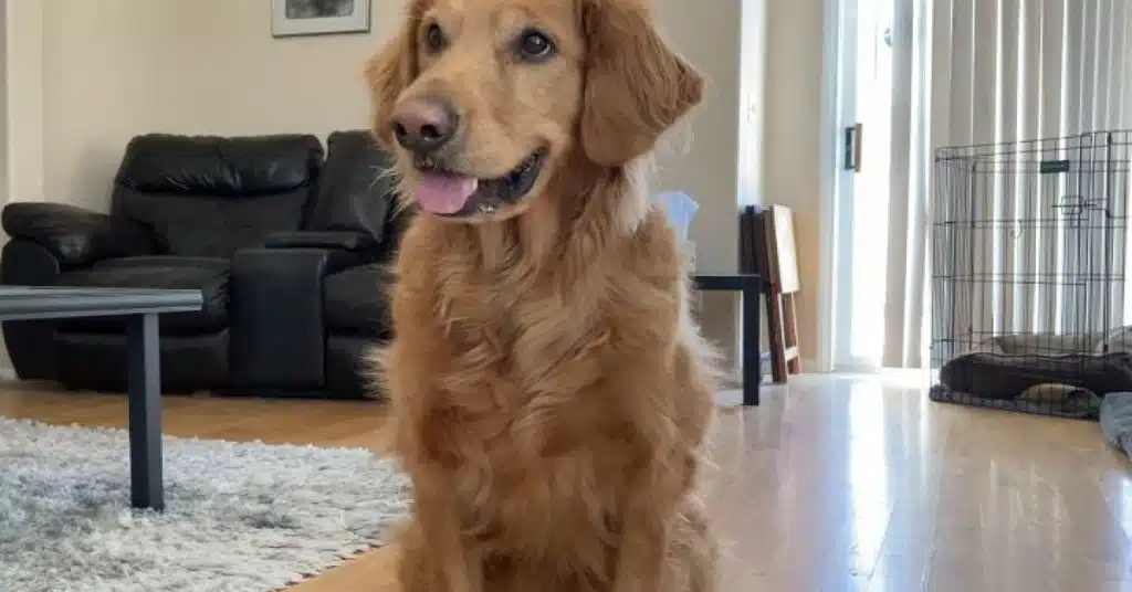 How To Calm A Dogs Breathing? Techniques And Tips