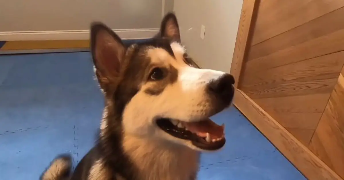 How To Calm A Dogs Breathing? Techniques And Tips