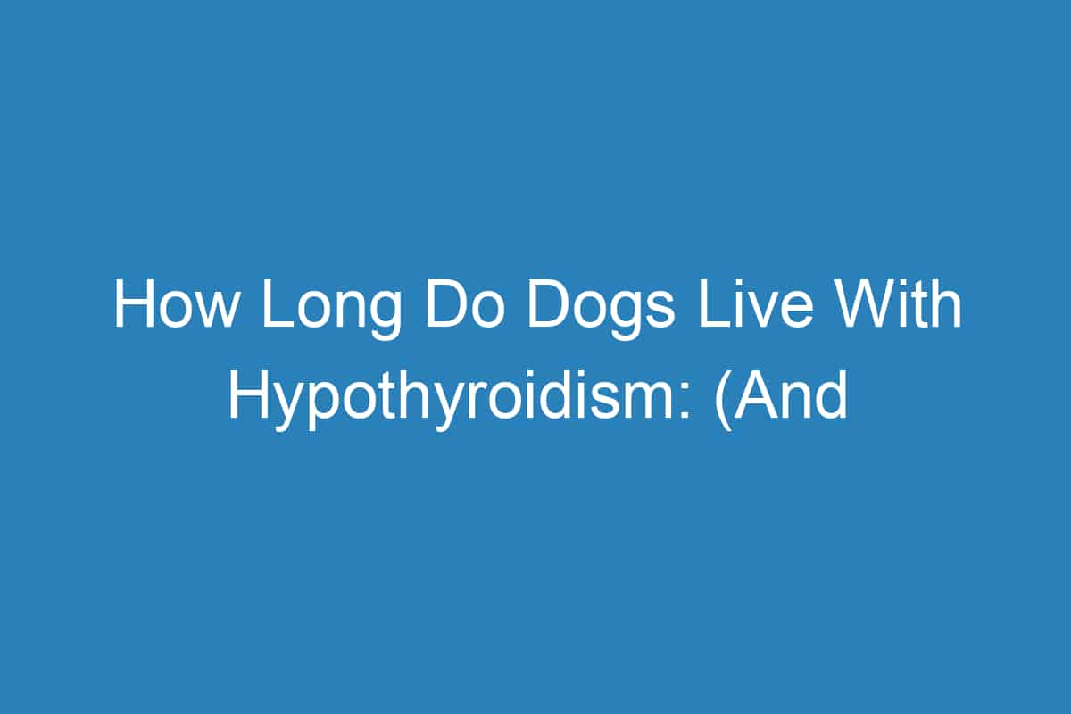 How Long Do Dogs Live With Hypothyroidism: (And How To Manage It)