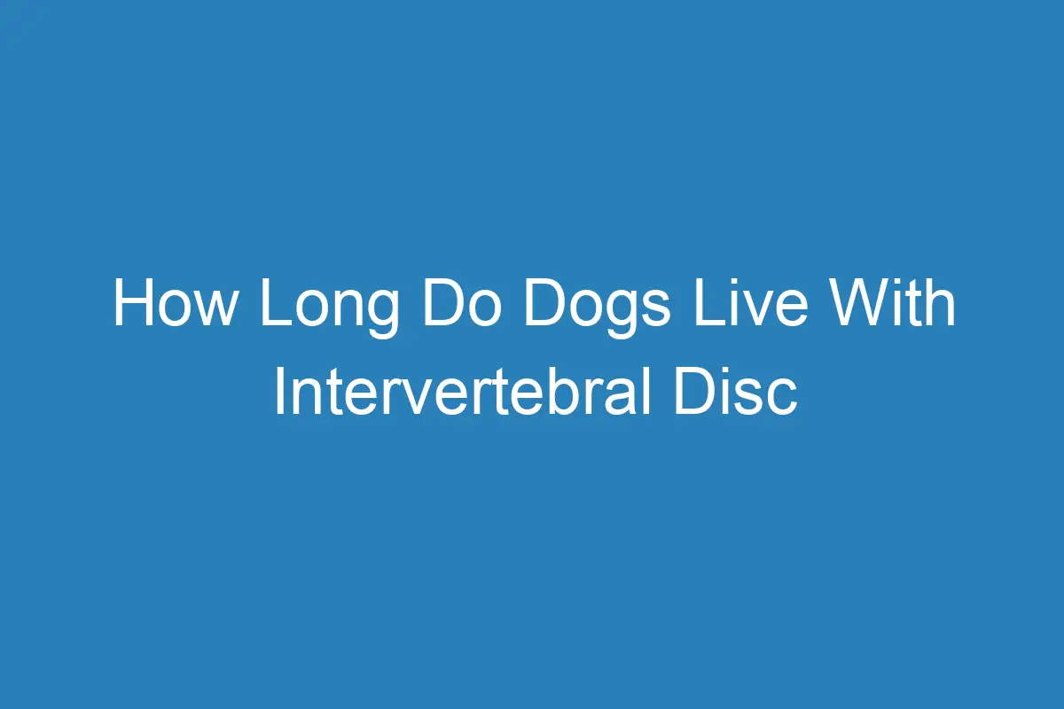How Long Do Dogs Live With Intervertebral Disc Disease (IVDD ...