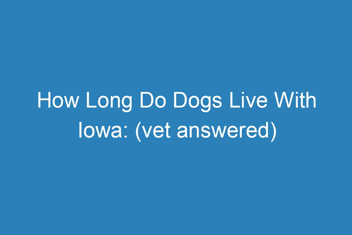 How Long Do Dogs Live With Iowa: (vet Answered)