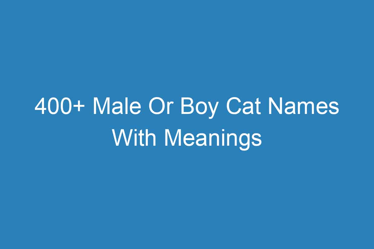 400+ Male Or Boy Cat Names With Their Meanings